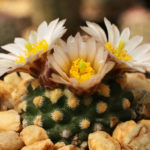 Pediocactus knowltonii (Knowlton's Cactus) - World of Succulents