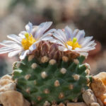 Pediocactus knowltonii (Knowlton's Cactus) - World of Succulents