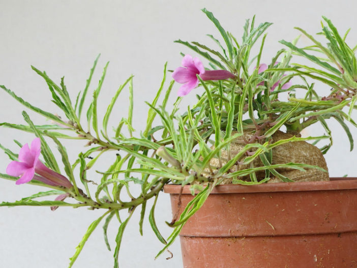 Pterodiscus speciosus - World of Succulents