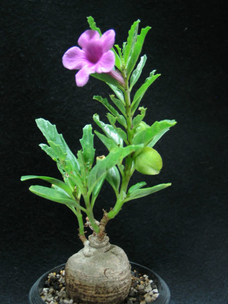 Pterodiscus speciosus - World of Succulents