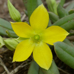 Talinum caffrum (Porcupine Root) - World of Succulents
