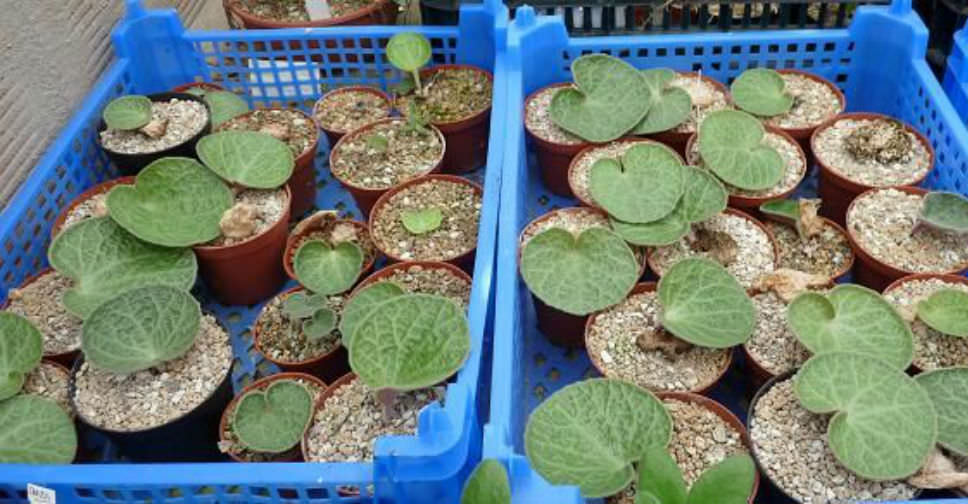 Tylecodon singularis - World of Succulents