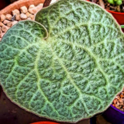 Tylecodon singularis - World of Succulents