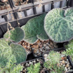 Tylecodon singularis - World of Succulents