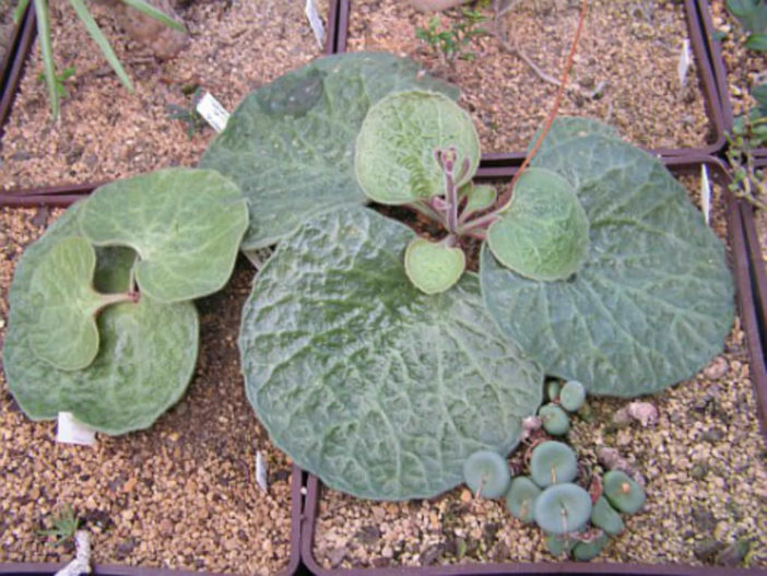Tylecodon singularis - World of Succulents
