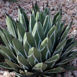 Agave nickelsiae (King of the Agaves) - World of Succulents
