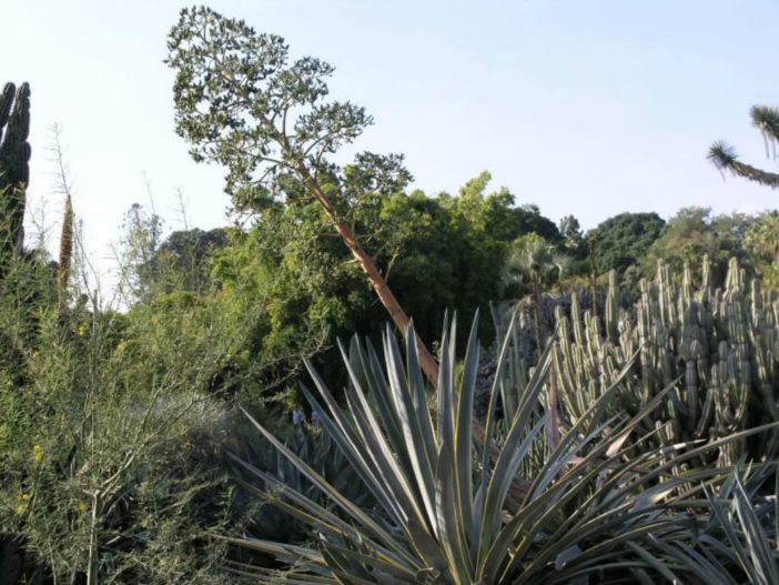 Agave tequilana 'Sunrise' - World of Succulents