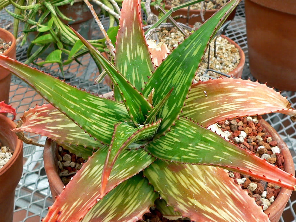 Aloe somaliensis (Somalian Aloe) - World of Succulents