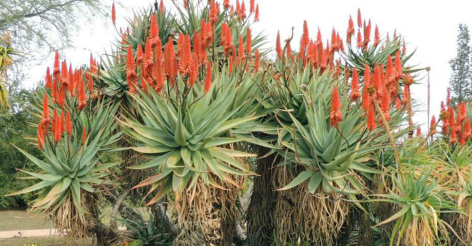 Aloe ×caesia - World of Succulents