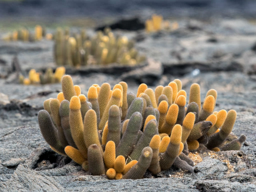 Brachycereus nesioticus (Lava Cactus) - World of Succulents