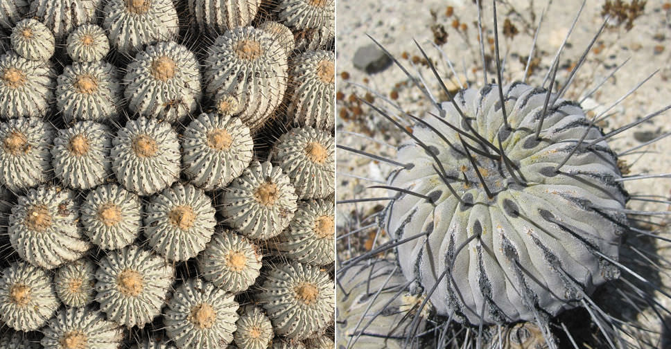 Copiapoa dealbata - World of Succulents