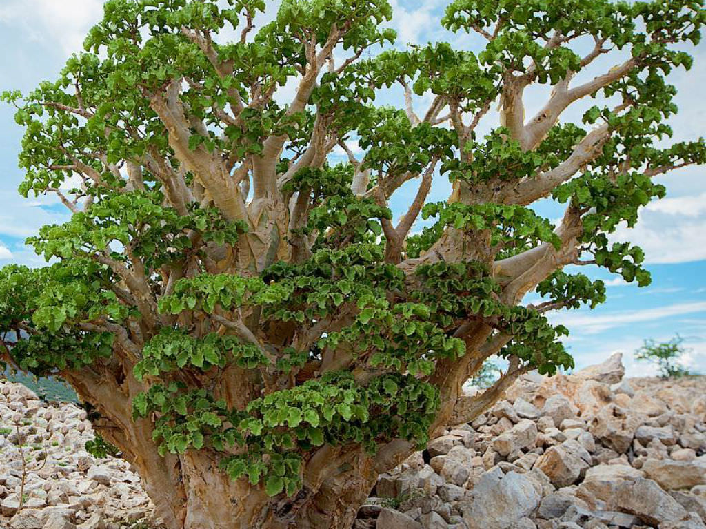 Cyphostemma uter - World of Succulents