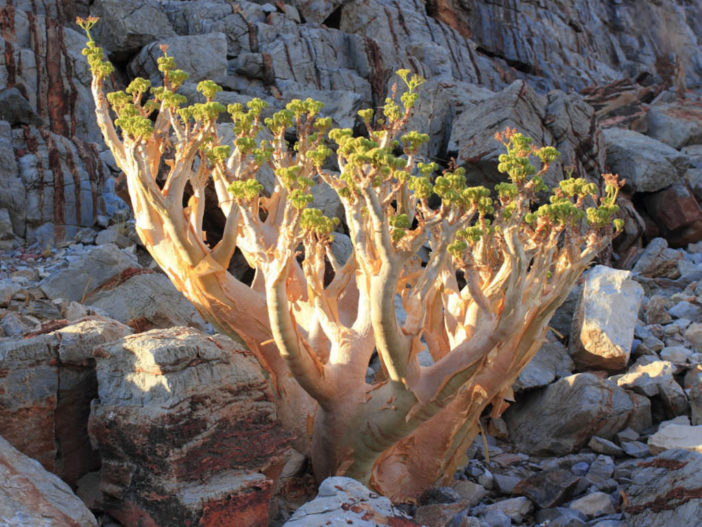 Cyphostemma uter - World of Succulents