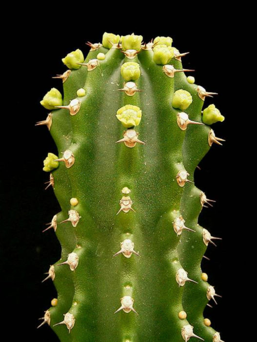 Euphorbia royleana (Sullu Spurge) - World of Succulents