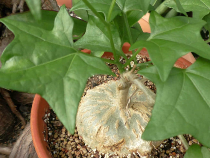 Gerrardanthus macrorhizus (Bigfoot) - World of Succulents