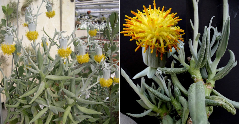 Kleinia cephalophora (Mountain Fire) - World of Succulents