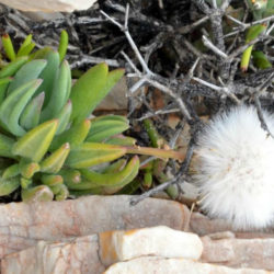 Kleinia cephalophora (Mountain Fire) - World of Succulents