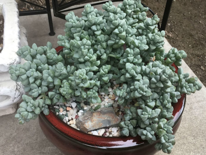 Oscularia pedunculata - World of Succulents