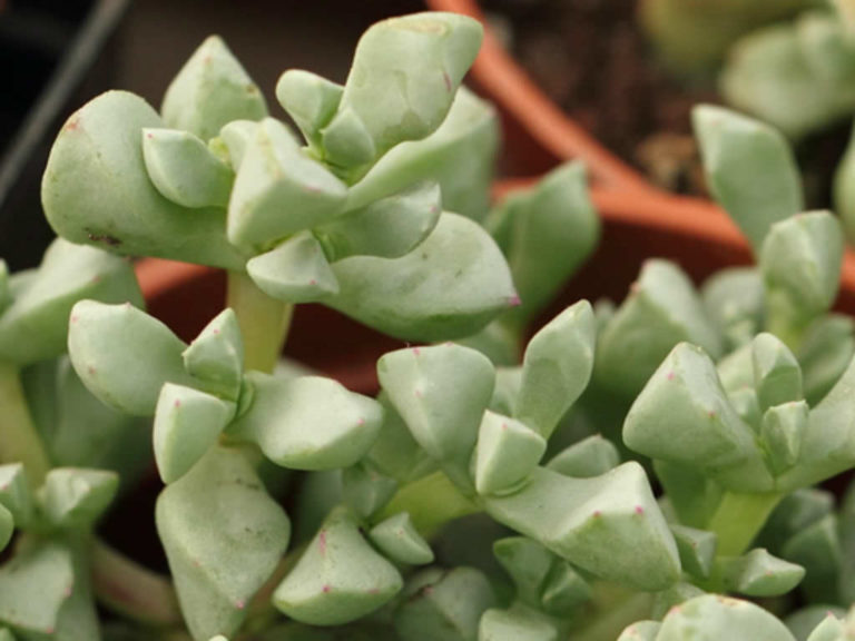 Oscularia pedunculata - World of Succulents
