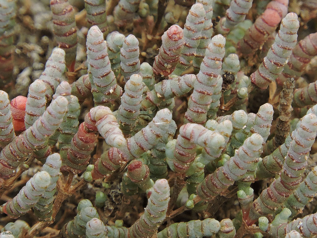 Tecticornia pergranulata (Blackseed Samphire) - World of Succulents