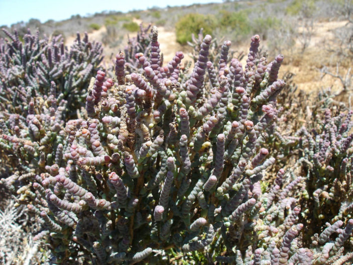 Tecticornia pergranulata (Blackseed Samphire) - World of Succulents