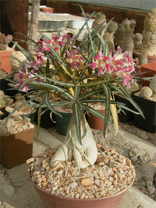 Adenium somalense var. crispum - World of Succulents