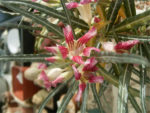 Adenium somalense var. crispum - World of Succulents