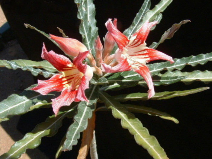 Adenium somalense var. crispum - World of Succulents