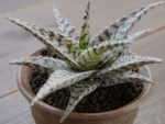 Aloe 'Blizzard' - World of Succulents