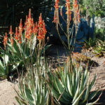 Aloe cryptopoda - World of Succulents