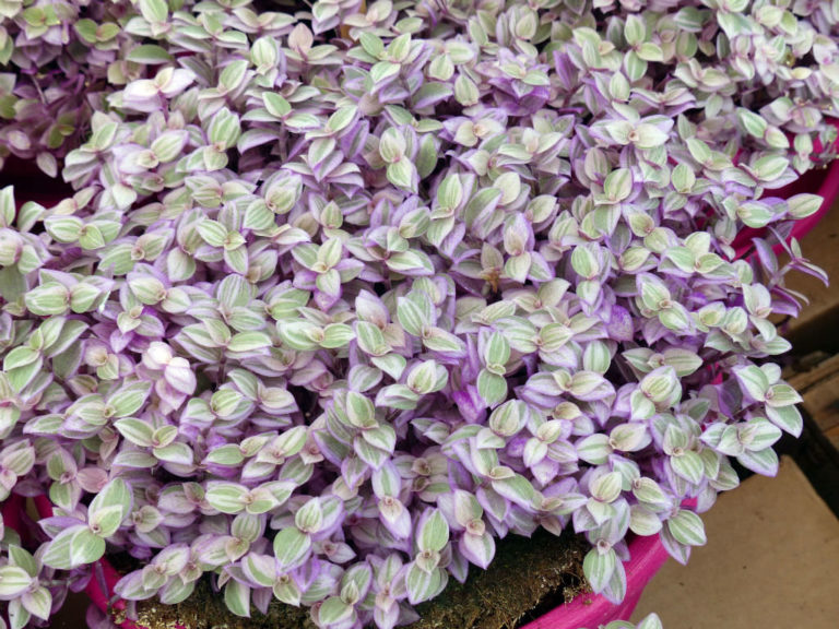 Callisia repens 'Pink Lady' (Turtle Vine) - World of Succulents