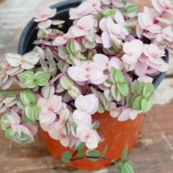 Callisia repens 'Pink Lady' (Turtle Vine) - World of Succulents