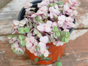 Callisia repens 'Pink Lady' (Turtle Vine) - World of Succulents