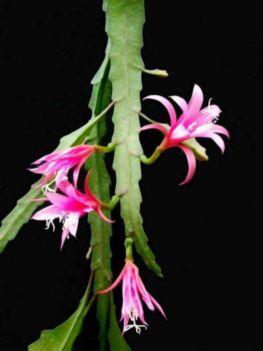 Disocactus nelsonii - World of Succulents