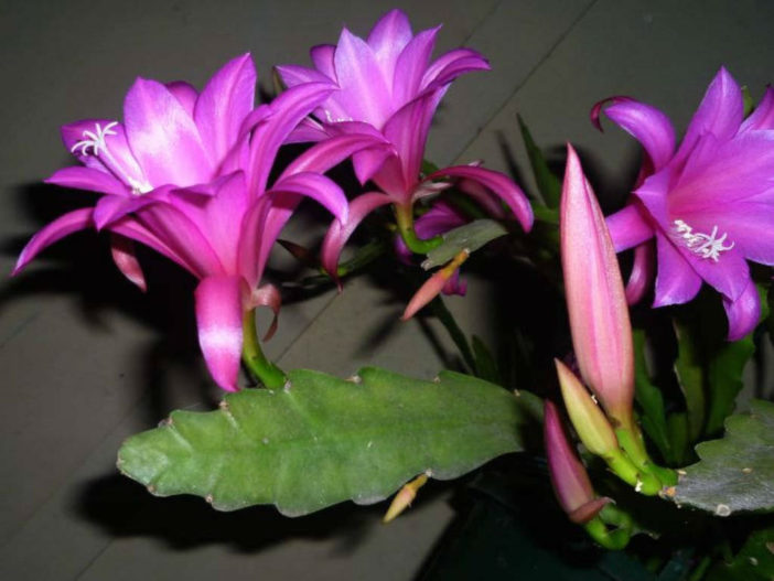 Disocactus nelsonii - World of Succulents