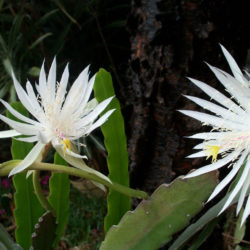 Epiphyllum hookeri - World of Succulents