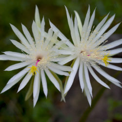 Epiphyllum hookeri - World of Succulents
