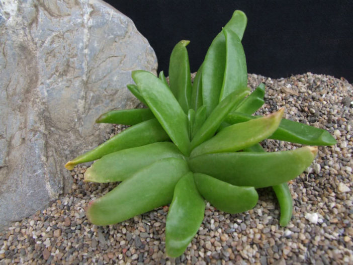 Glottiphyllum longum (Tongue-leaf Plant) - World of Succulents