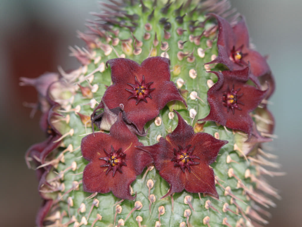 Hoodia pilifera - World of Succulents