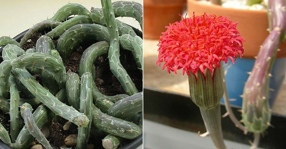 Kleinia pendula (Inch Worm) - World of Succulents