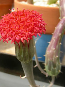 Kleinia pendula (Inch Worm) - World of Succulents