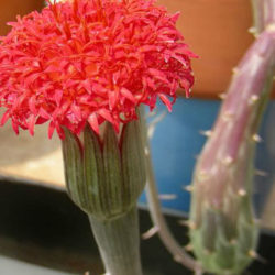 Kleinia pendula (Inch Worm) - World of Succulents