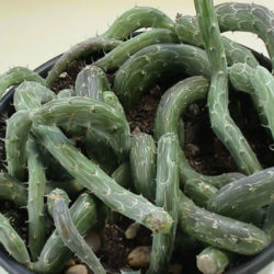 Kleinia pendula (Inch Worm) - World of Succulents