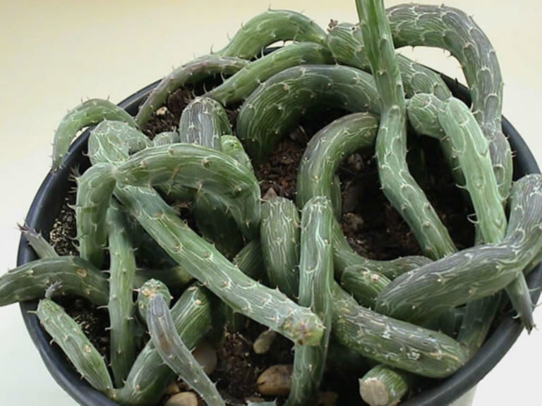 Kleinia pendula (Inch Worm) - World of Succulents