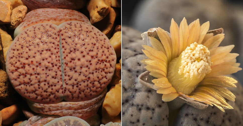 Lithops verruculosa (Living Stones) - World of Succulents