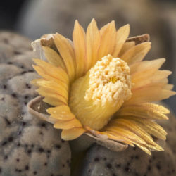 Lithops verruculosa (Living Stones) - World of Succulents