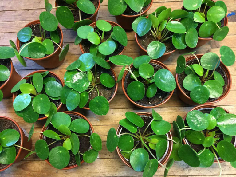 Pilea peperomioides (Chinese Money Plant) - World of Succulents