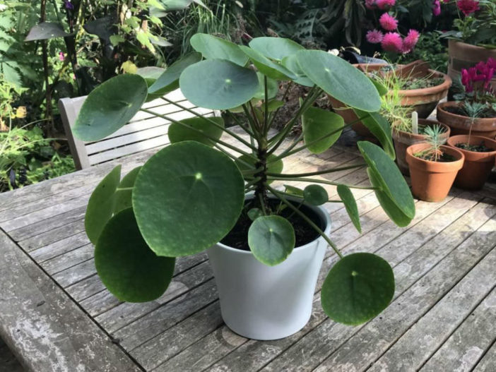 Pilea peperomioides (Chinese Money Plant) - World of Succulents