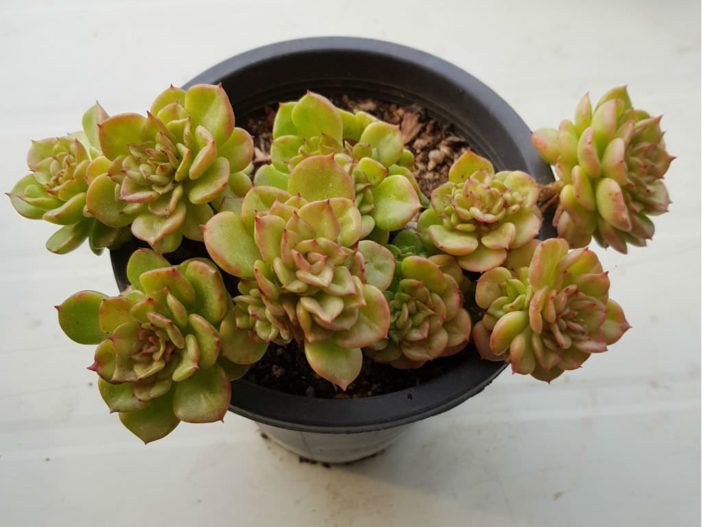 ×Sedeveria 'Rolly' - World of Succulents