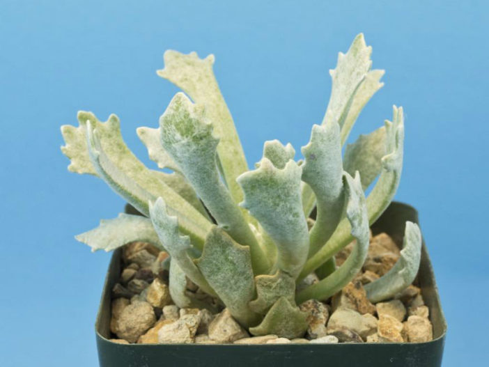 Caputia scaposa var. addoensis - World of Succulents